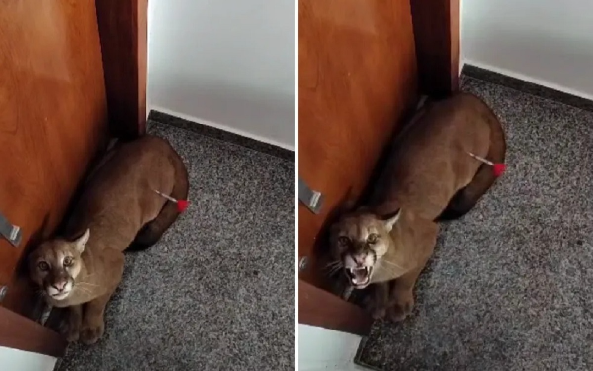 Onça é capturada em condomínio das estrelas do sertanejo em Goiânia ...