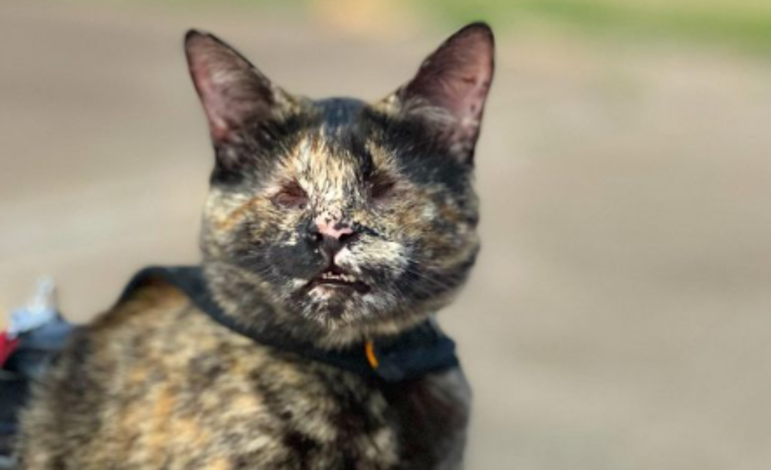 Gata que nasceu sem olhos vira sensação na internet com 300 mil ...