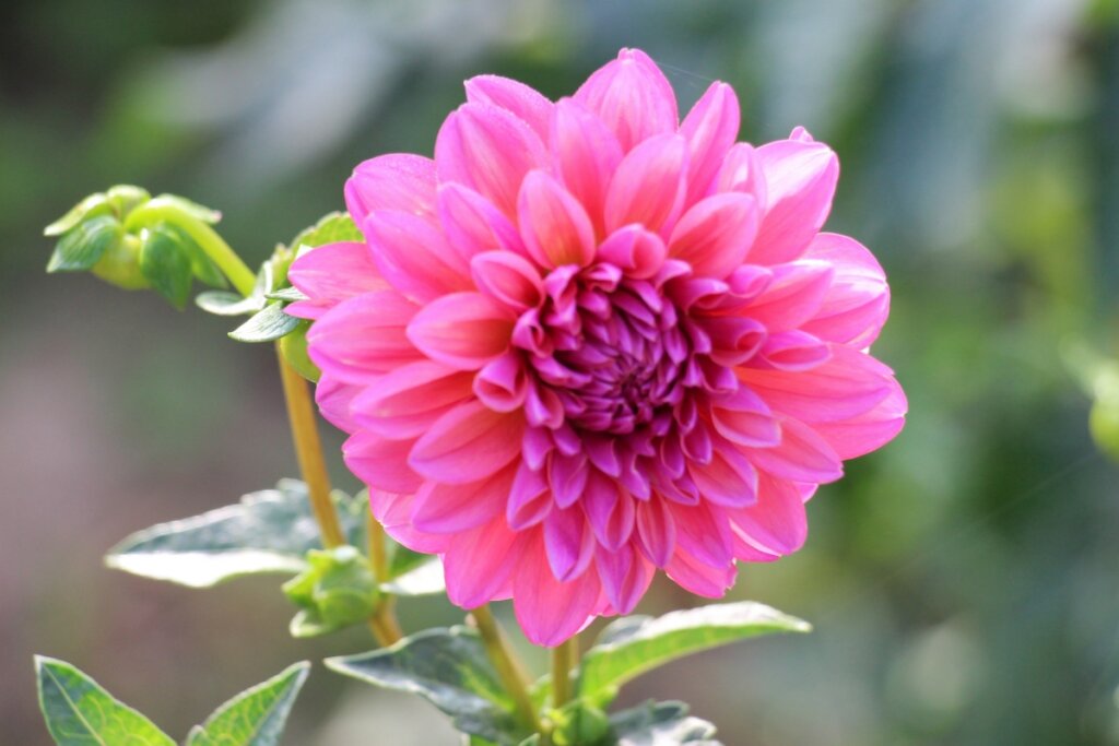 5 cores de flores que representam coisas boas | Jornal Correio