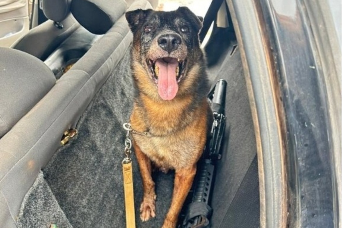 Cão farejador encontrou fuzil em comboio de fugitivos de Mossoró ...