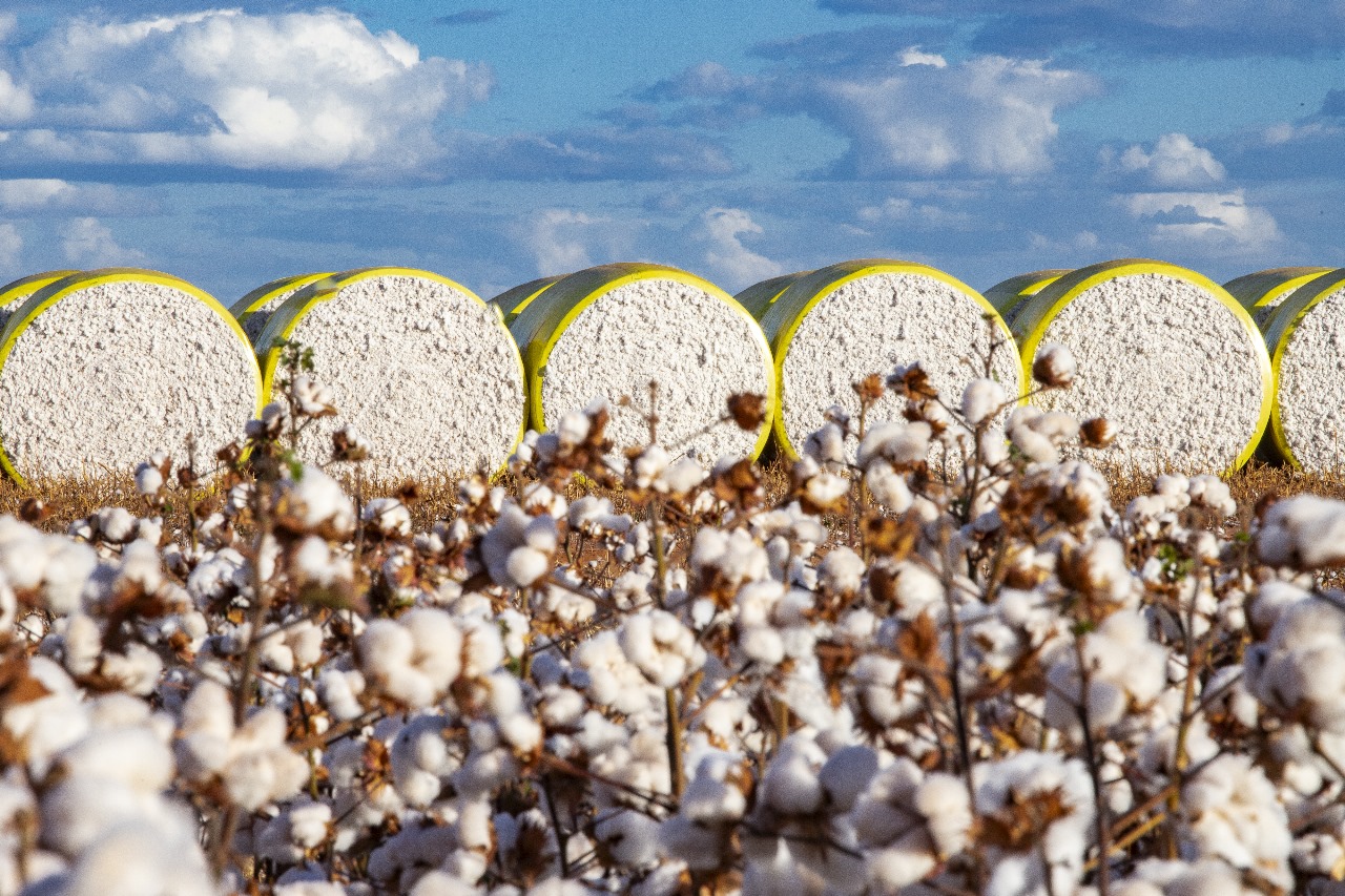 Por trás do algodão: saiba porque a fibra baiana é tão pura e desejada ...