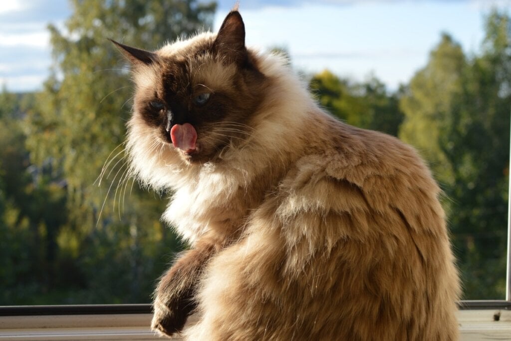4 características do gato da raça balinês | Jornal Correio