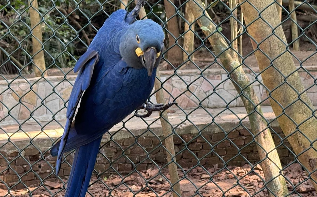 Zoológico mostra arara-azul-de-lear ao público pela primeira vez ...
