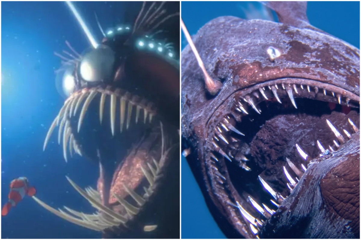 Peixe retratado em ‘Procurando Nemo’ é visto pela primeira vez em águas ...