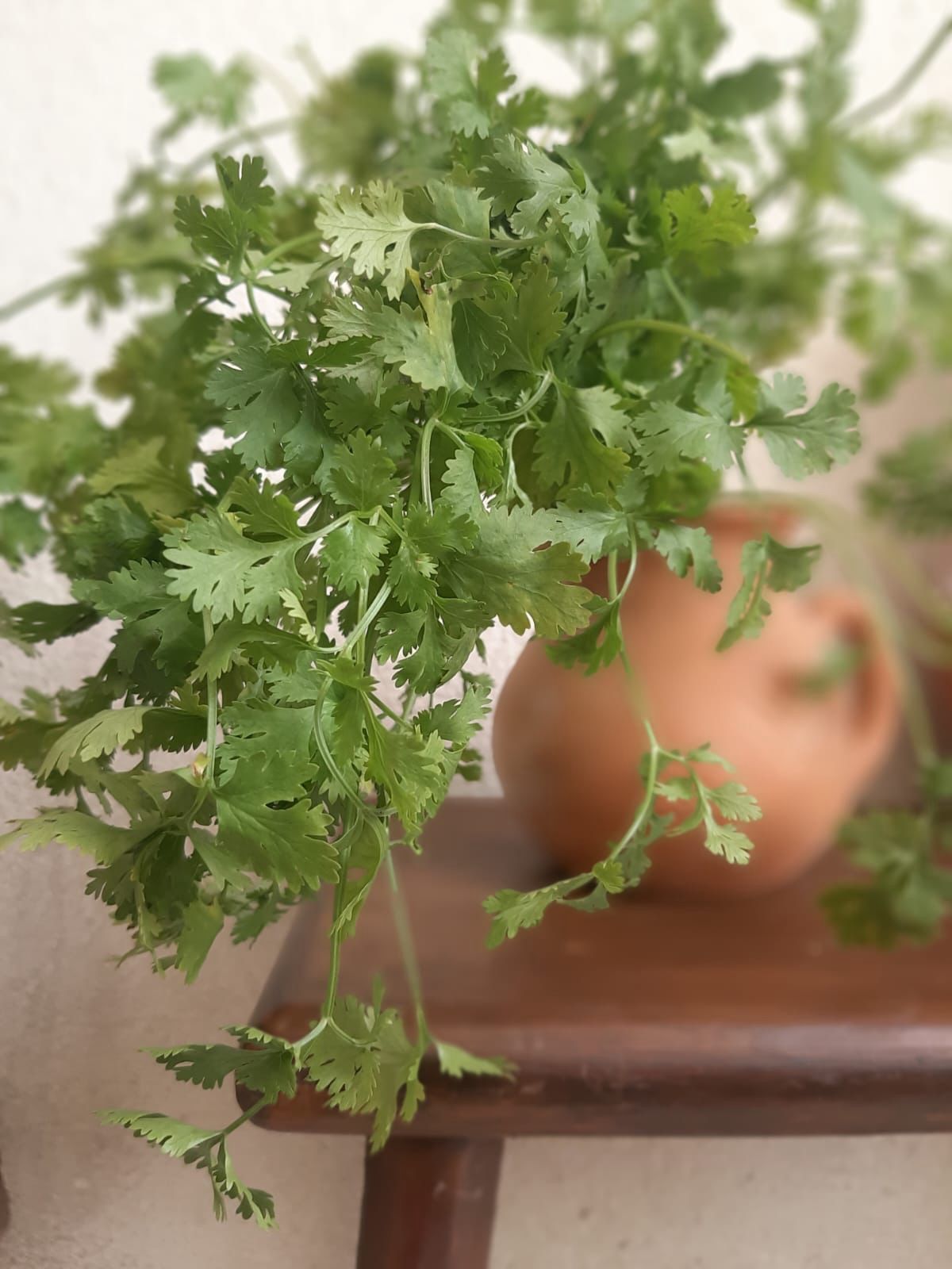 O campo minado do coentro | Jornal Correio