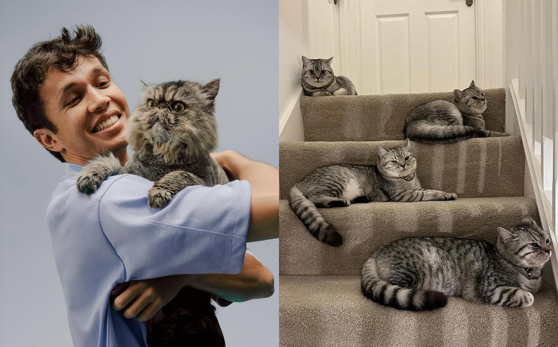 Piloto da Fórmula 1 viraliza ao revelar que tem 13 gatos, e nomes ...