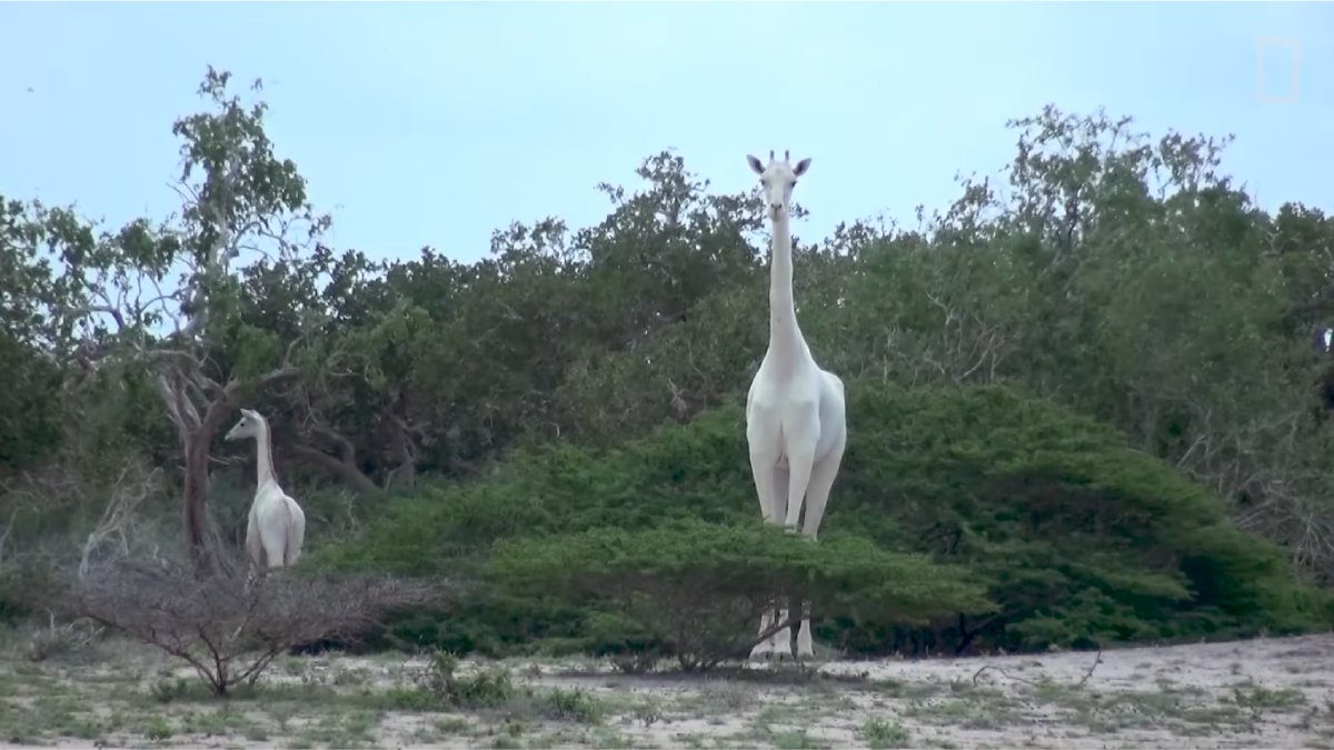 Única girafa branca do planeta é acompanhada por GPS em tempo integral | Jornal Correio
